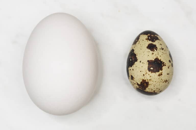 Quail Eggs (Itlog ng Pugo): What They Are and How They’re Used in ...