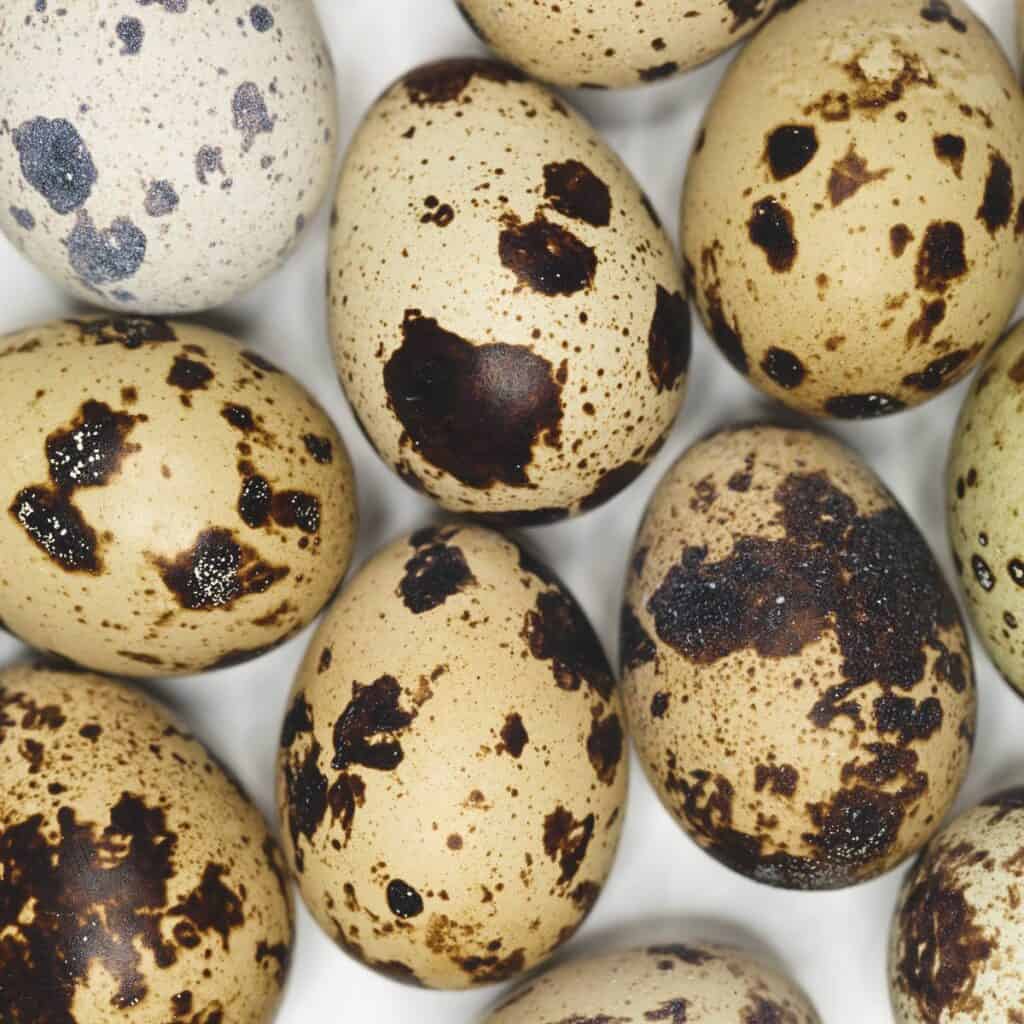Quail Eggs (Itlog ng Pugo) - Recipes by Nora
