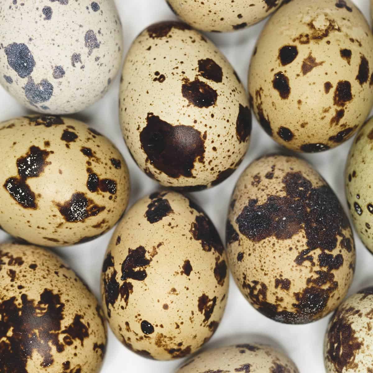 Quail Eggs (Itlog ng Pugo) Quail Eggs (Itlog ng Pugo)