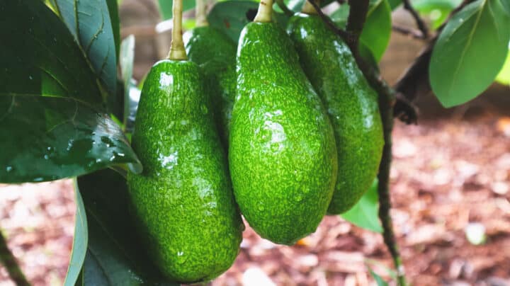Avocado: How to Pick, Ripen, Store, and Use it