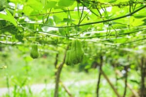Chayote (Sayote): What it is and How it’s Used in Cooking