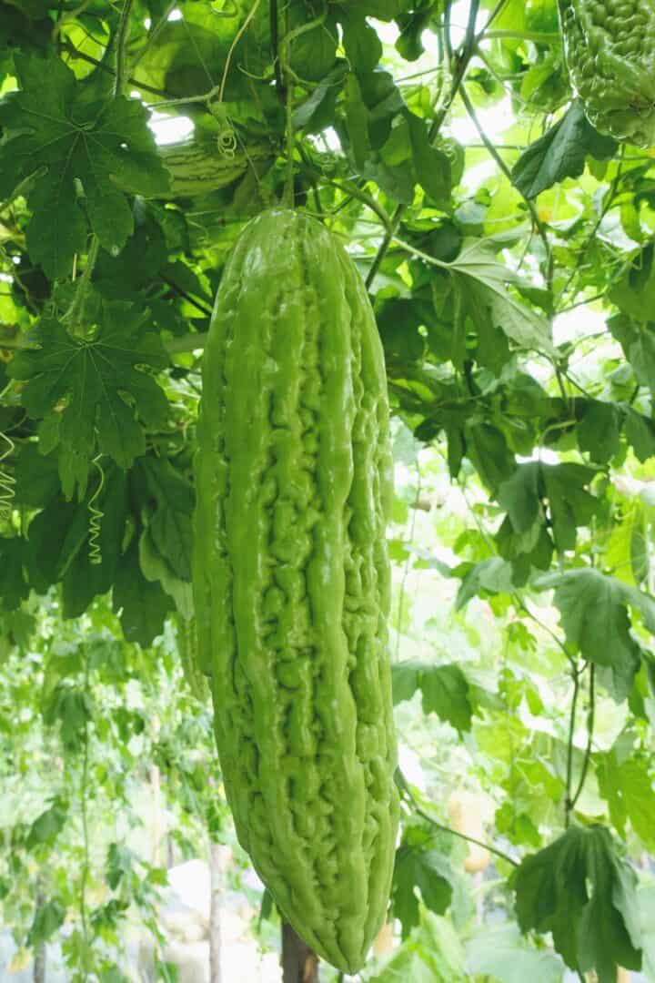 Ampalaya (Bitter Melon): What it is and How it’s Used in Filipino Cooking