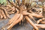 Cassava (Kamoteng Kahoy): What it is and How it’s Used in Filipino Cooking