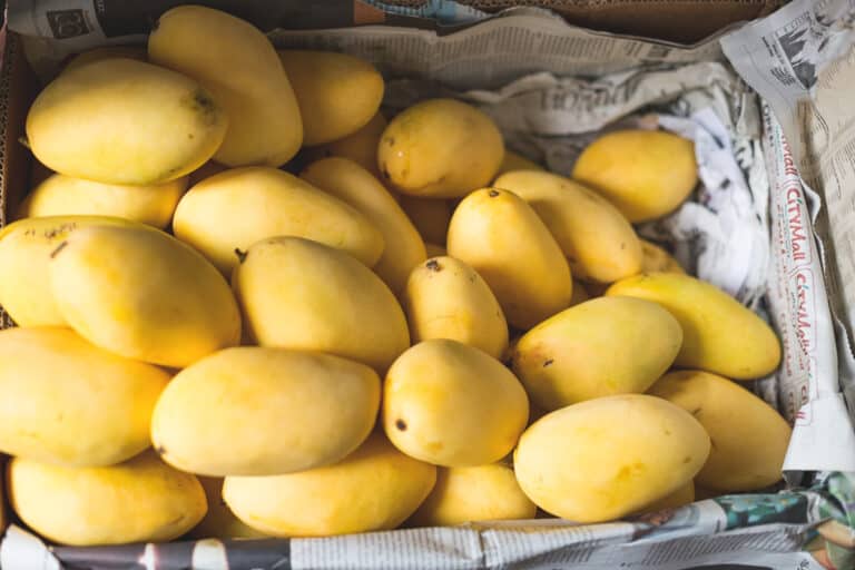 Philippine Mangoes