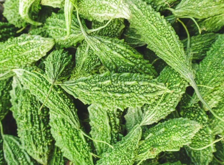 Ampalaya (Bitter Melon): What it is and How it’s Used in Filipino Cooking