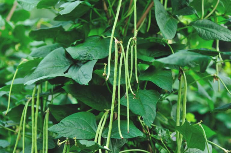 Yardlong Beans (Sitaw): What They Are and How They’re Used in Filipino ...