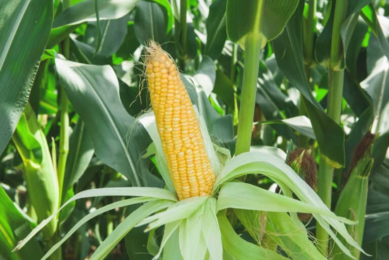 Corn (Mais): Types of Corn and How it’s Used in Cooking