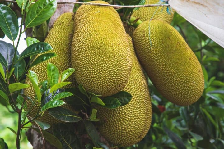 Jackfruit (Langka): What it is and How to Use it
