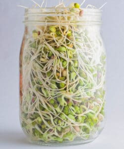 Mung Bean Sprouts (Togue): What They Are and How to Use Them