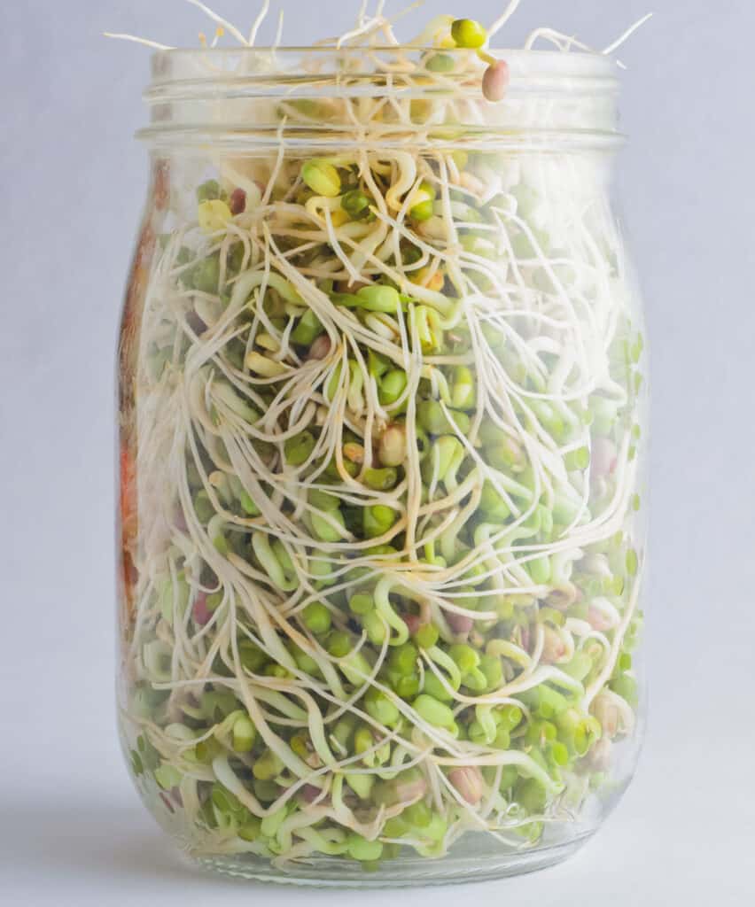 Mung Bean Sprouts (Togue)