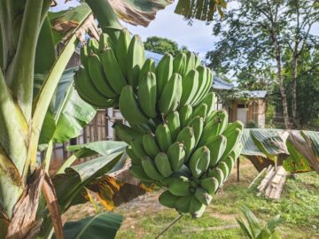 Saba Bananas: What They Are and How They’re Used in Filipino Cooking