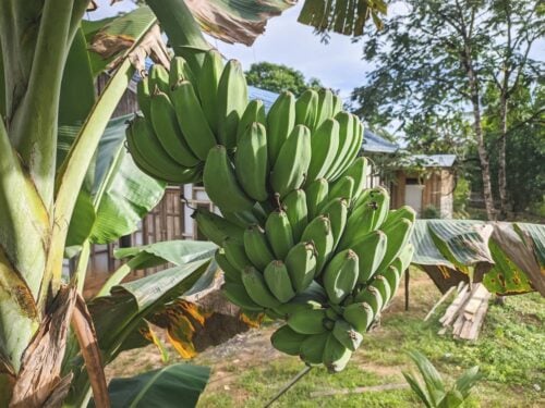 Saba Bananas: The Cooking Bananas