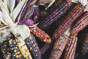 Corn (Mais): Types of Corn and How it’s Used in Cooking