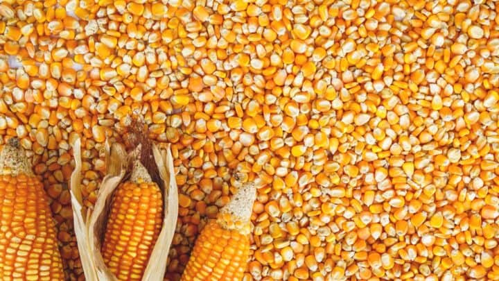 Corn (Mais): Types of Corn and How it’s Used in Cooking