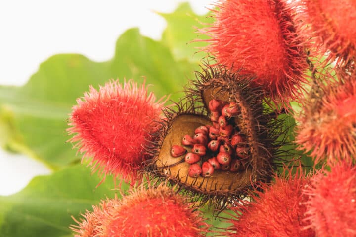 Annatto: The Natural Food Coloring