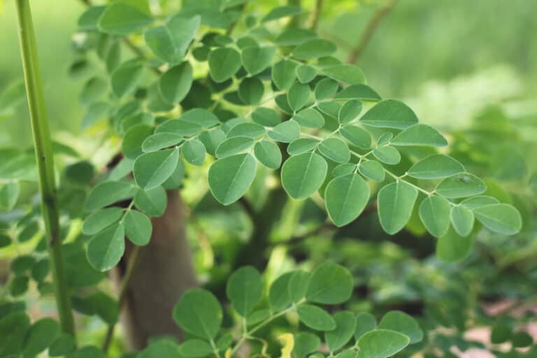 Exploring Unique Filipino Vegetables