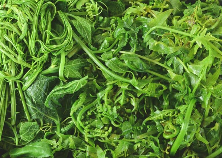 Exploring Unique Filipino Vegetables