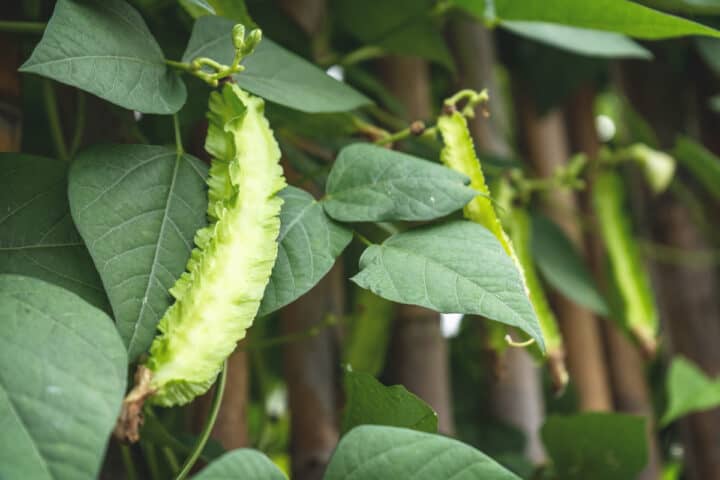 Exploring Unique Filipino Vegetables