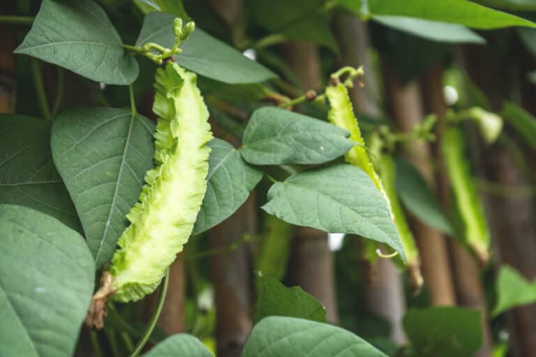 Exploring Unique Filipino Vegetables
