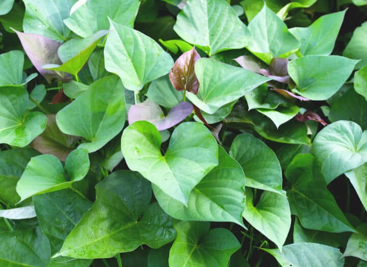 Exploring Unique Filipino Vegetables