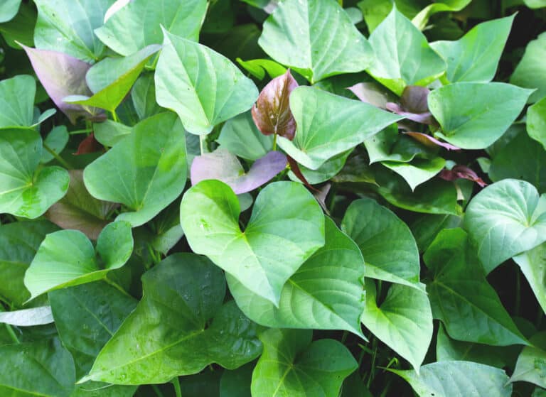12 Filipino Vegetables You Should Know (and How to Cook Them)