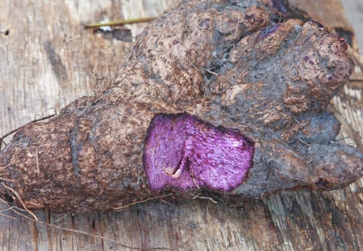 Exploring Unique Filipino Vegetables