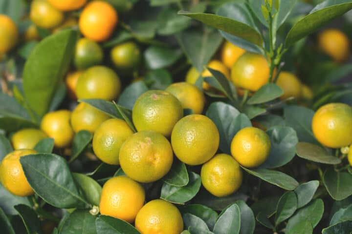 Calamansi: Filipino Citrus Fruit