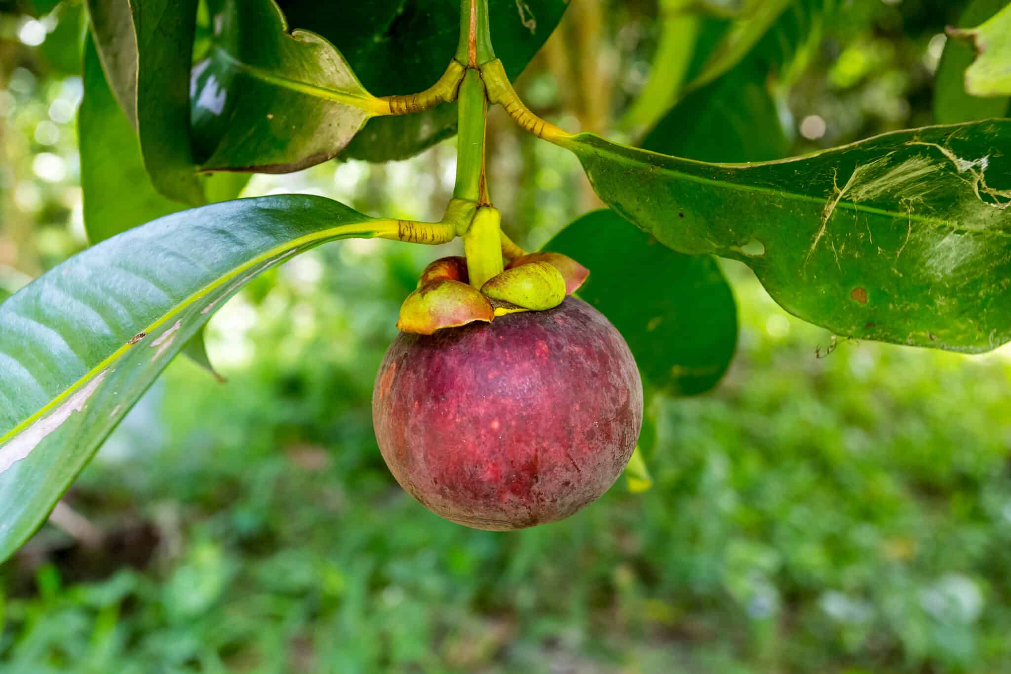 Exploring Unique Filipino Fruits