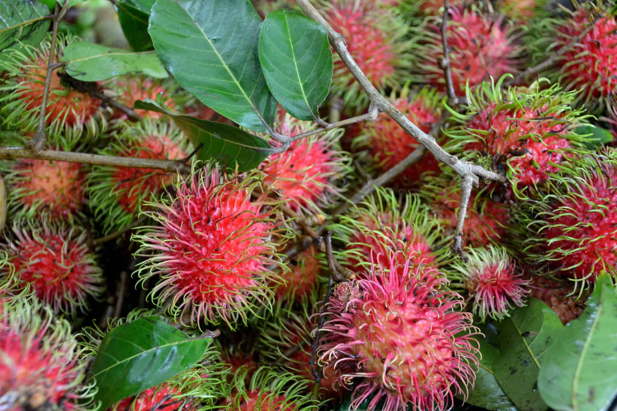 Unique Filipino Fruits (and How to Eat Them)