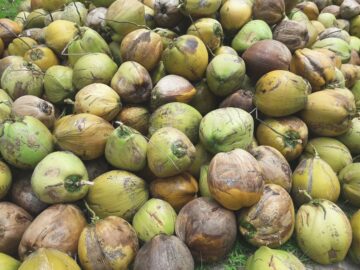 Macapuno: The Coconut Mutant