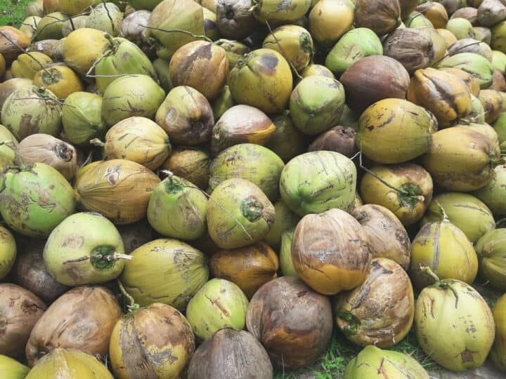 Macapuno: The Coconut Mutant