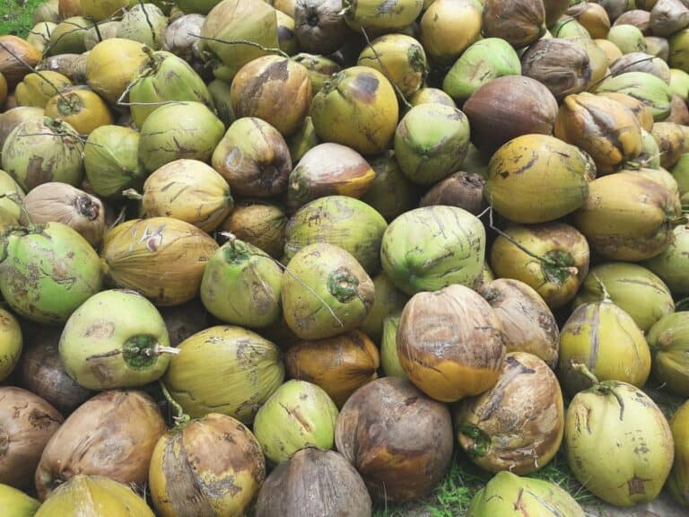 Macapuno: The Coconut Mutant