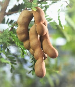 Tamarind: A Staple in Filipino Cuisine
