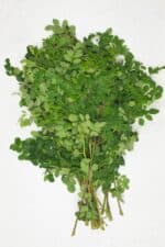 The Wonders of Moringa (Malunggay)