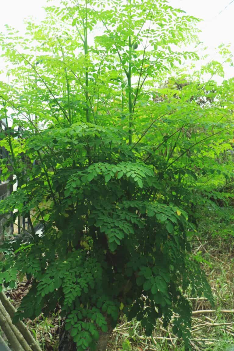 The Wonders of Moringa (Malunggay)
