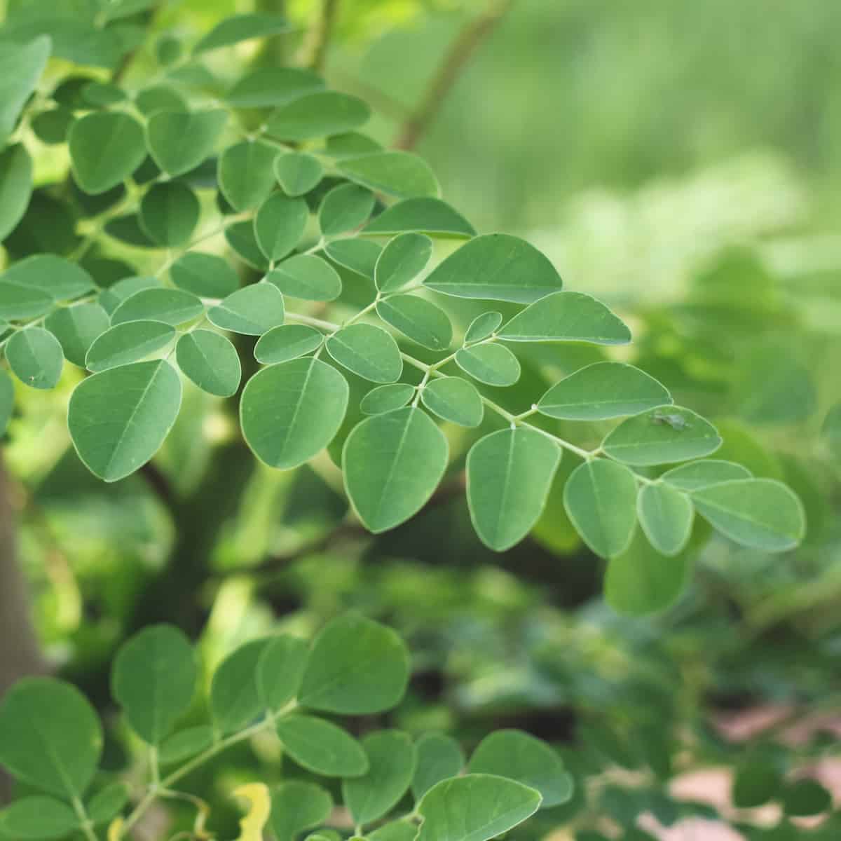The Wonders of Moringa (Malunggay)